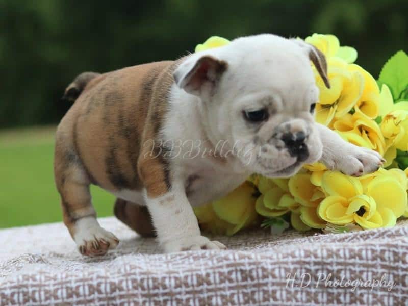 Bernard - Male Puppy | Brubackers Beloved Bulldogs