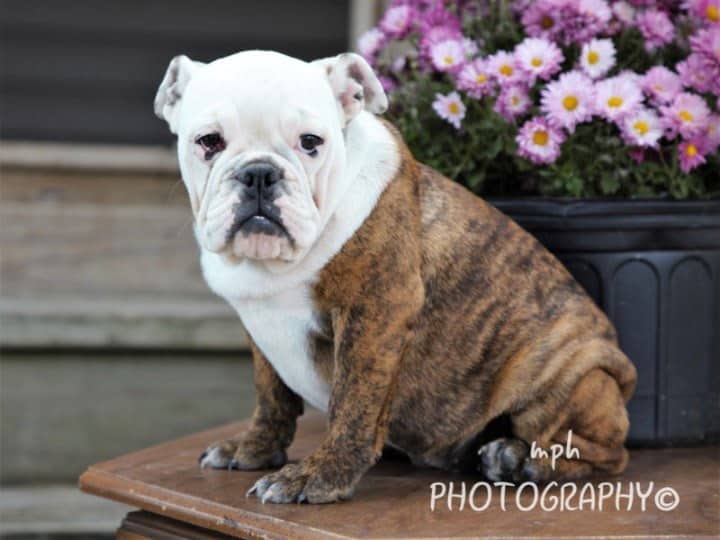 Cora - Tri-Colored Female Puppy | Brubackers Beloved Bulldogs