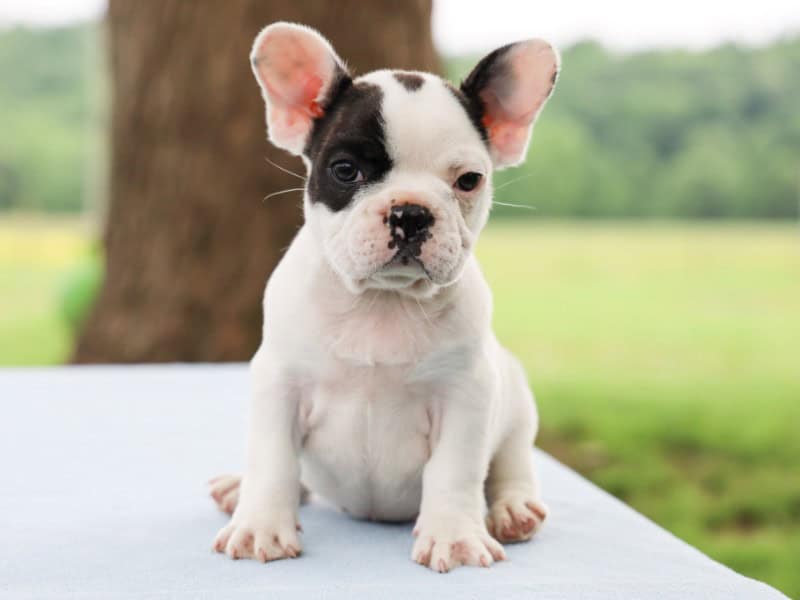 Banjo - Blue & White Male Puppy | Brubackers Beloved Bulldogs