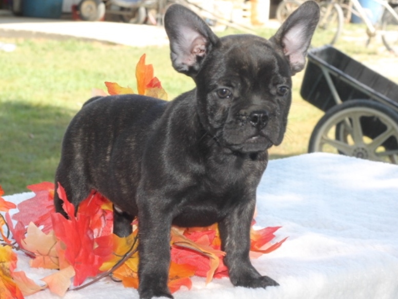 Dark Knight - Black Male Puppy | Brubackers Beloved Bulldogs